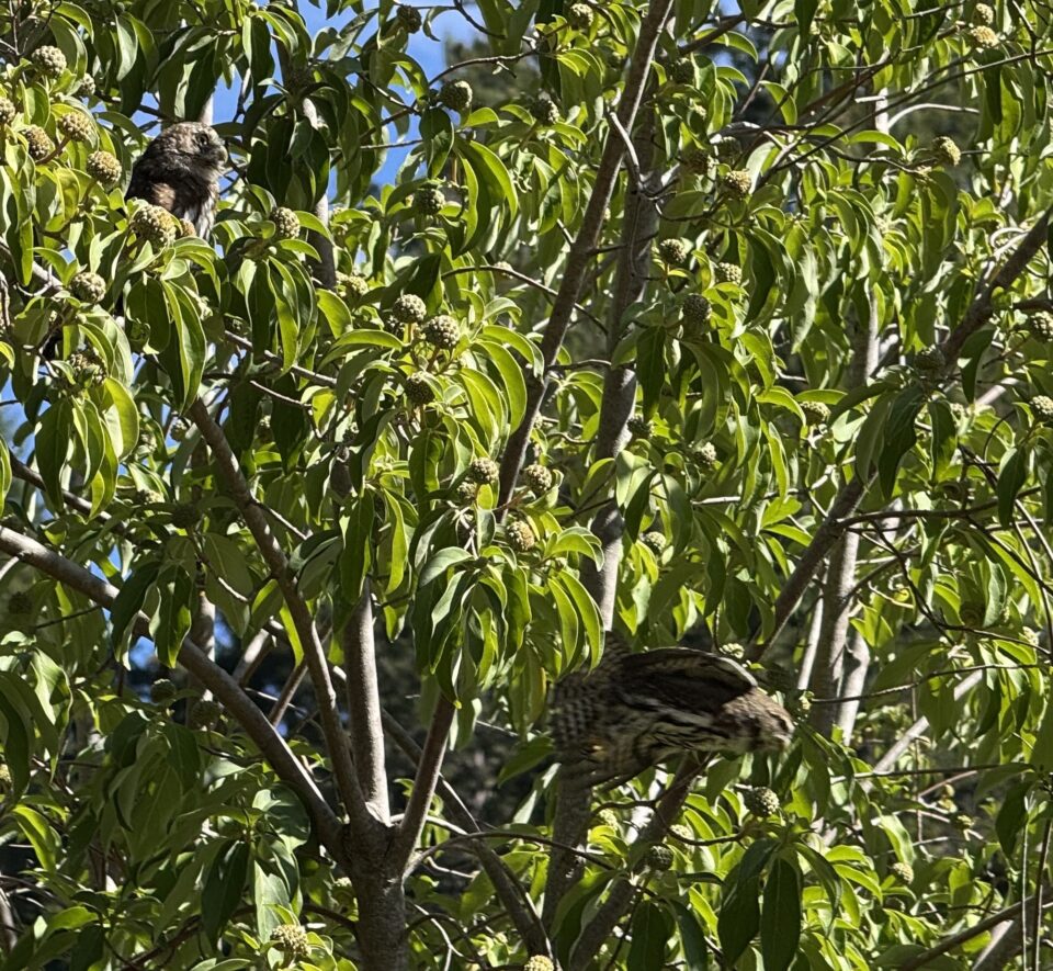 Mendonoma Sightings – Nature sightings on the Sonoma/Mendocino Coast