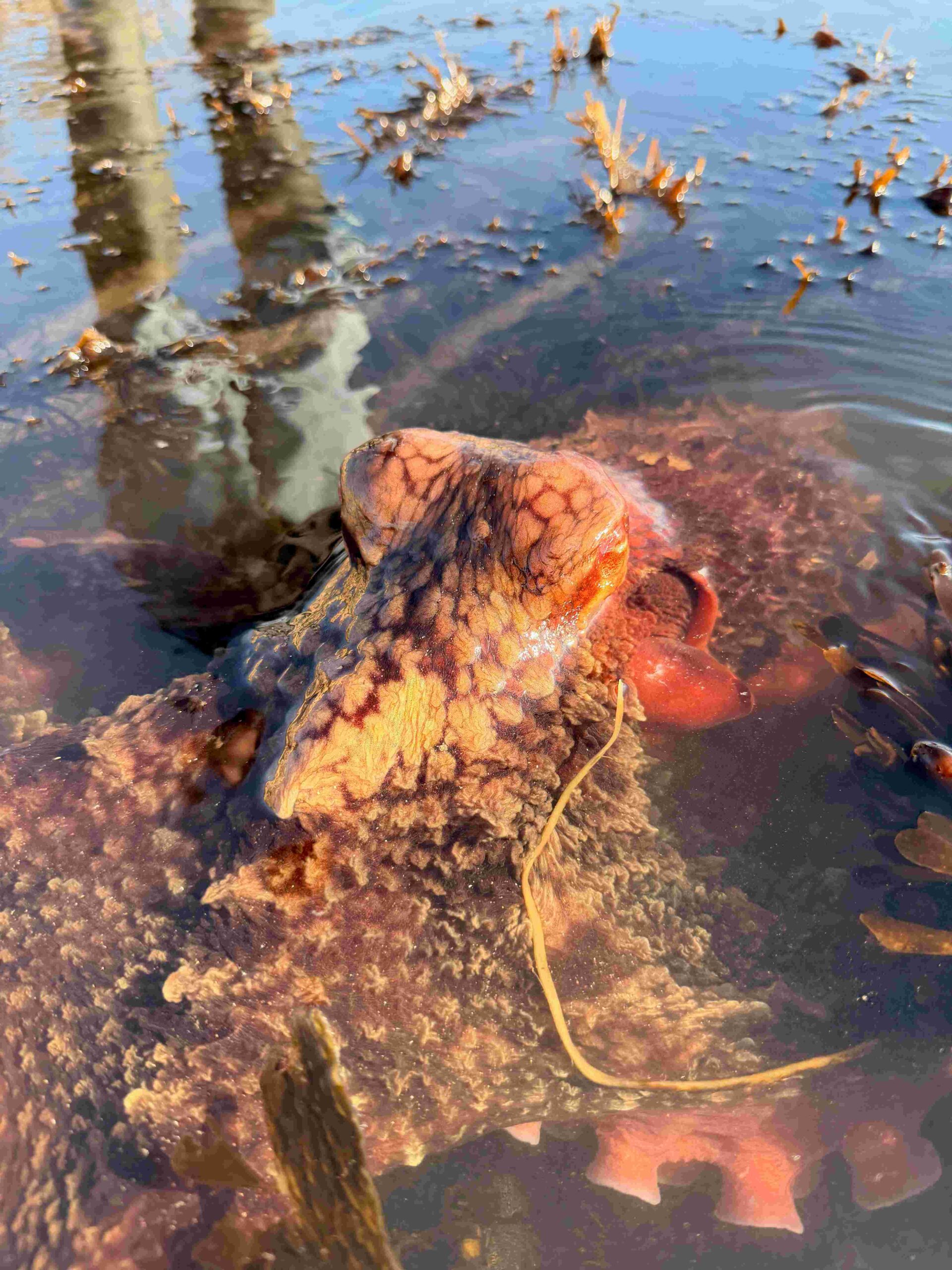 It’s not often you get to see an Octopus swimming in the interdial zone ...