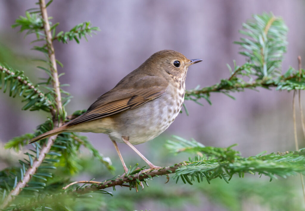 A Hermit Thrush, as photographed by Michael Reinhart – I love these ...
